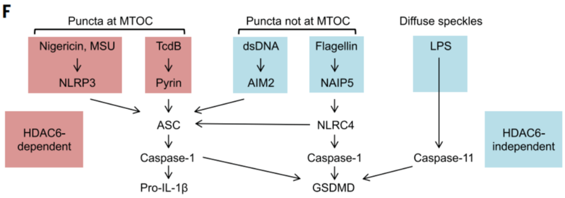 Science | 吴皓等揭示HDAC6介导的特异性炎症小体激活新机制 - 黄灿华教授 实验室