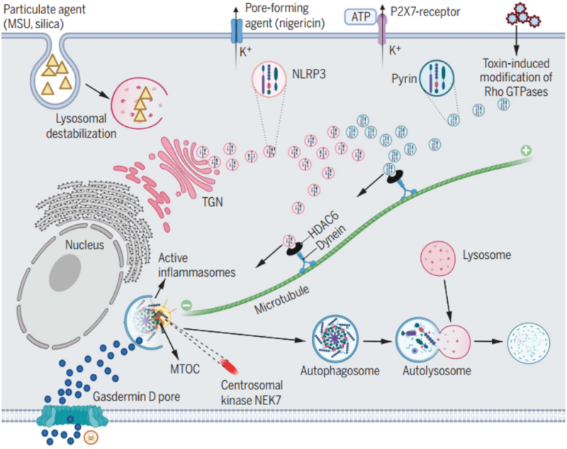 Science | 吴皓等揭示HDAC6介导的特异性炎症小体激活新机制 - 黄灿华教授 实验室