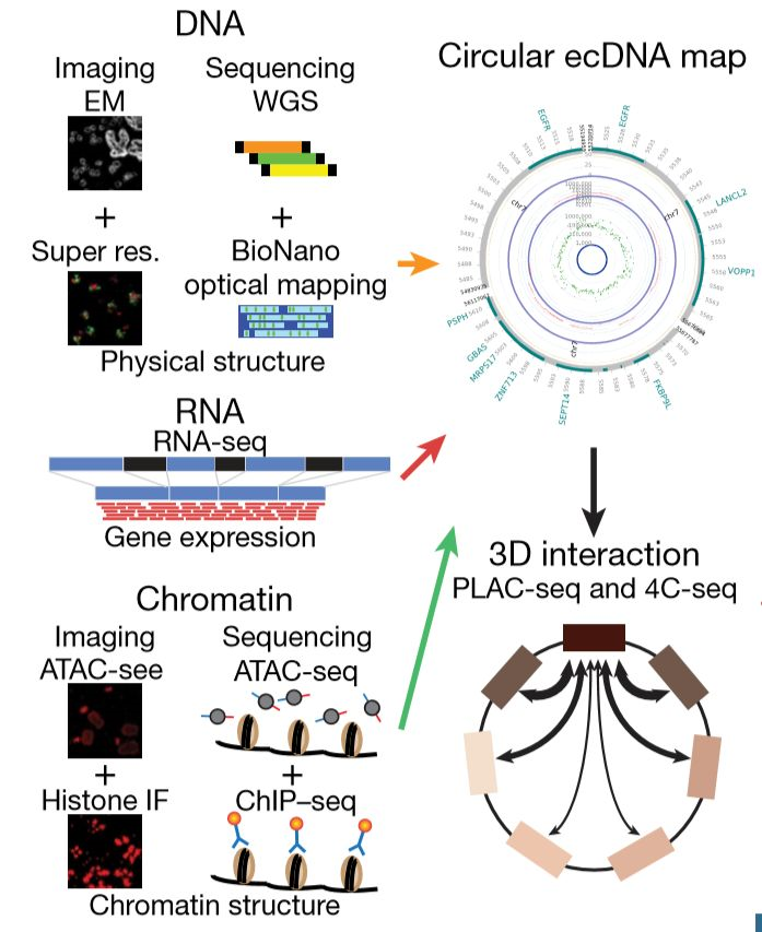 Nature重磅：颠覆教科书！脱离染色体单独存在的环状ecDNA才是癌基因真相 - 黄灿华教授 实验室