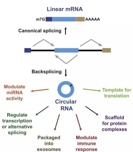 Trends Cell Biol Circrna最新综述研究来了 黄灿华教授 实验室