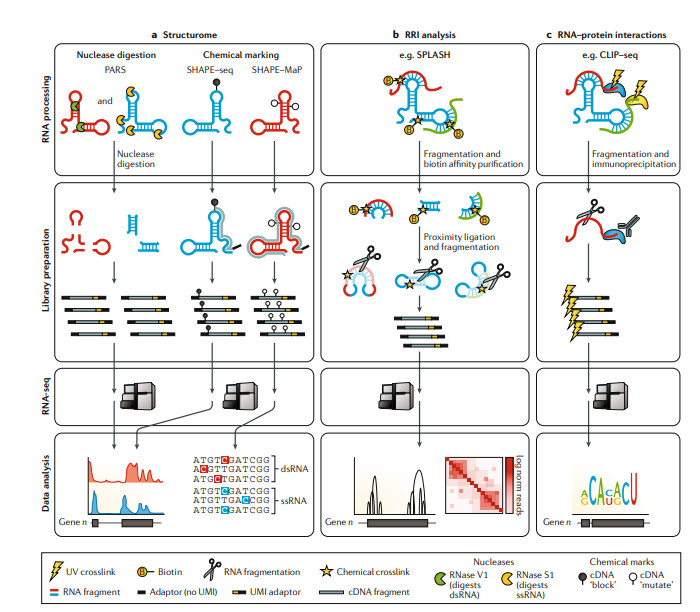Nature重磅综述 |关于RNA-seq，你想知道的都在这 - 黄灿华教授 实验室