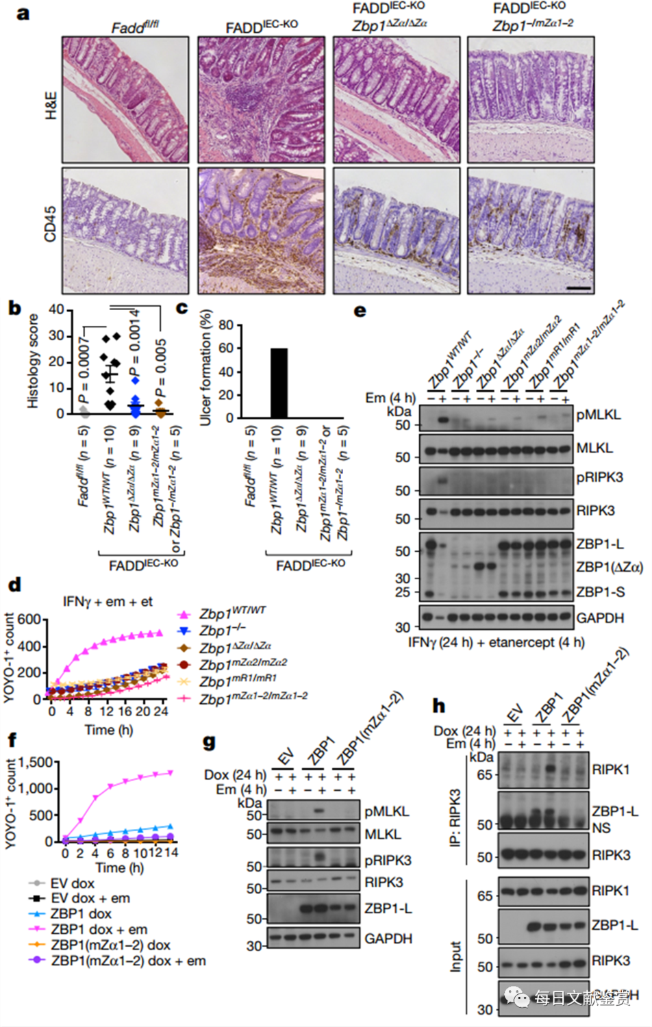 Nature | ZBP1与细胞“自杀” - 黄灿华教授 实验室