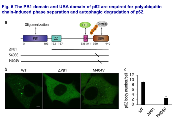 2020.12.20 罗茂超分享“多聚泛素化链诱导的p62相分离促进自噬底物隔离”的故事 - 黄灿华教授 实验室