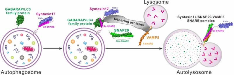 PNAS | 潘李锋组揭示自噬相关SNARE蛋白介导自噬体-溶酶体融合的分子机制 - 黄灿华教授 实验室