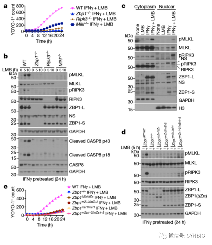 Cell+Nature+Nature|共同讲一个故事: Z型核酸激活ZBP1-RIP3-MLKL通路导致细胞程序性坏死和炎症 - 黄灿华教授 实验室