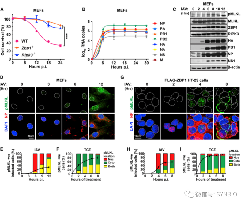 Cell+Nature+Nature|共同讲一个故事: Z型核酸激活ZBP1-RIP3-MLKL通路导致细胞程序性坏死和炎症 - 黄灿华教授 实验室