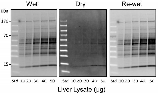 不得不知道的Western blot内参知识 - 黄灿华教授 实验室