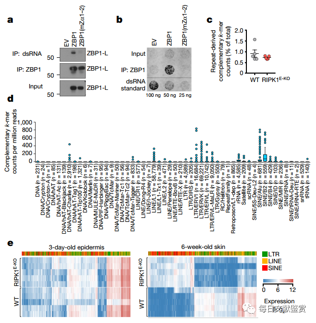 Nature | ZBP1与细胞“自杀” - 黄灿华教授 实验室