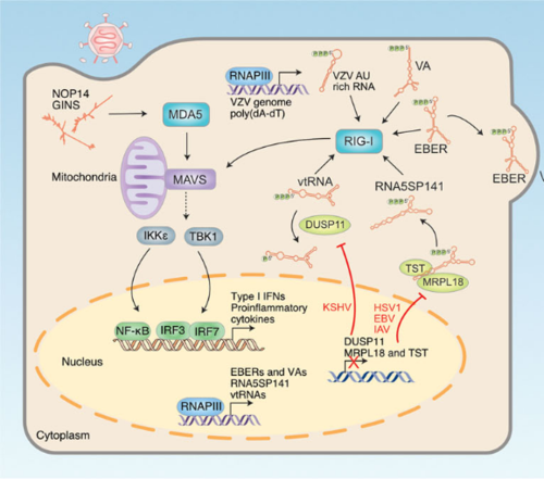 2020.12.29 彭李缘分享TBK1调控DRP1在核酸刺激下介导线粒体动力学和生理学重编程的故事 - 黄灿华教授 实验室