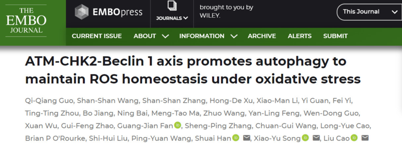 EMBO J│曹流团队揭示DDR通路ATM-CHK2调控细胞自噬维系氧化应激压力下ROS稳态的新机制 - 黄灿华教授 实验室