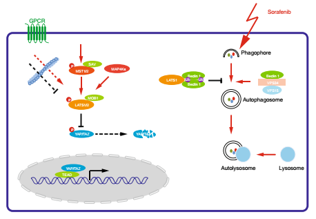 Nat Comm | Hippo 信号通路LATS1非激酶活性依赖性调控细胞自噬 - 黄灿华教授 实验室