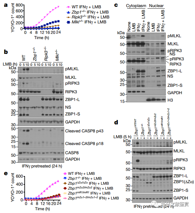 Nature | ZBP1与细胞“自杀” - 黄灿华教授 实验室