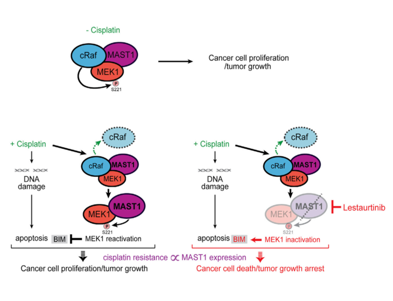 2018.11.17 张喆分享“MAST1通路cRaf非依赖的方式再激活MEK从而导致肿瘤顺铂耐药”的故事 - 黄灿华教授 实验室