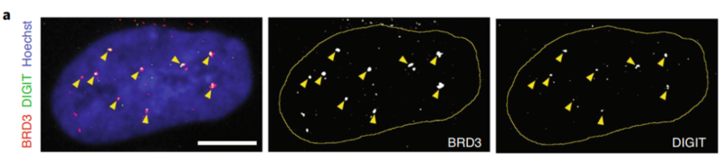 NCB | lncRNA与BRD3蛋白形成相分离凝聚物调节内胚层分化 - 黄灿华教授 实验室