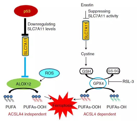 2019.06.29 周立分享“ALOX12通过铁死亡途径要求p53介导的肿瘤抑制”的故事 - 黄灿华教授 实验室