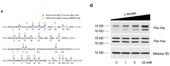 Nature重大突破：全新组蛋白乳酸化修饰调控癌症和炎症等疾病 - 黄灿华教授 实验室