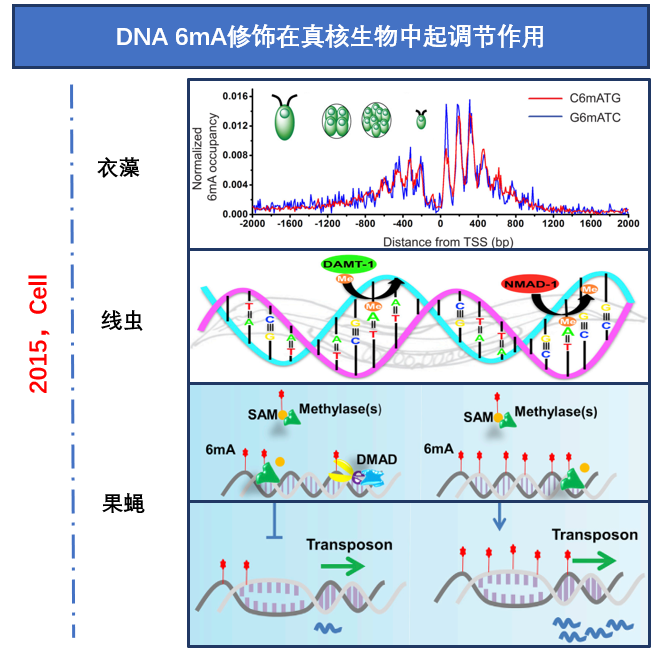 文章分享 | N6甲基化（6mA）的“风云再现” - 黄灿华教授 实验室