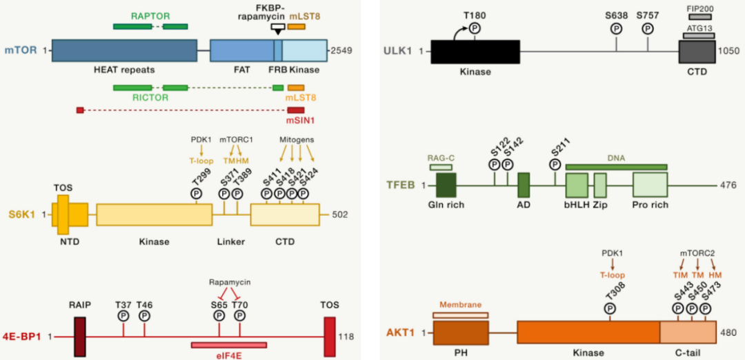 『珍藏版』Cell综述 | 细说mTOR底物磷酸化 - 黄灿华教授 实验室