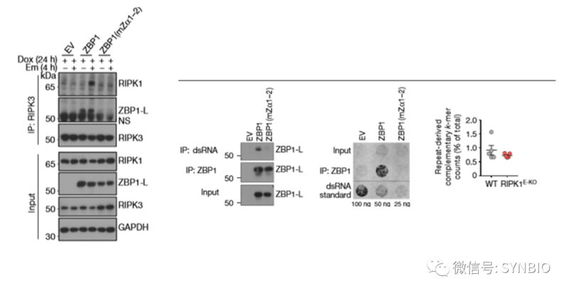 Cell+Nature+Nature|共同讲一个故事: Z型核酸激活ZBP1-RIP3-MLKL通路导致细胞程序性坏死和炎症 - 黄灿华教授 实验室