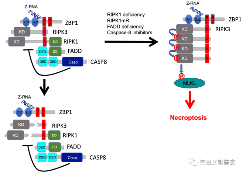 Nature | ZBP1与细胞“自杀” - 黄灿华教授 实验室