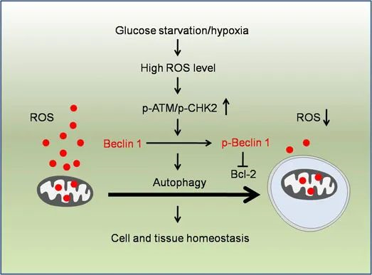 EMBO J│曹流团队揭示DDR通路ATM-CHK2调控细胞自噬维系氧化应激压力下ROS稳态的新机制 - 黄灿华教授 实验室
