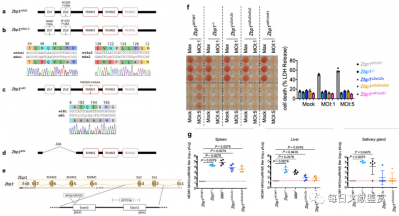 Nature | ZBP1与细胞“自杀” - 黄灿华教授 实验室