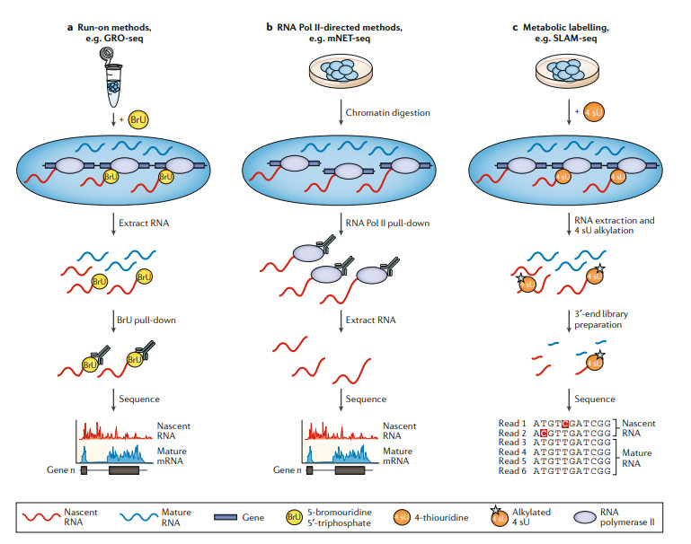 Nature重磅综述 |关于RNA-seq，你想知道的都在这 - 黄灿华教授 实验室