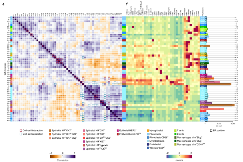 Nature Cancer｜IMC技术揭示乳腺癌基因-表型 - 黄灿华教授 实验室