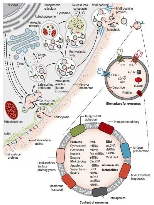 最新外泌体综述来了！Science 外泌体的生物学、功能和生物医学应用 - 黄灿华教授 实验室