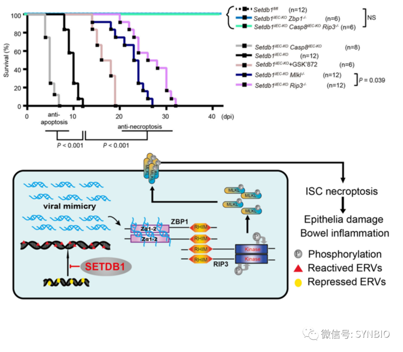 Cell+Nature+Nature|共同讲一个故事: Z型核酸激活ZBP1-RIP3-MLKL通路导致细胞程序性坏死和炎症 - 黄灿华教授 实验室
