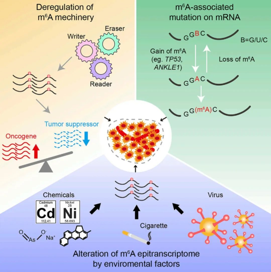 Cancer Cell综述: 编码和非编码RNA的m6A修饰在癌症中的作用和治疗意义 - 黄灿华教授 实验室