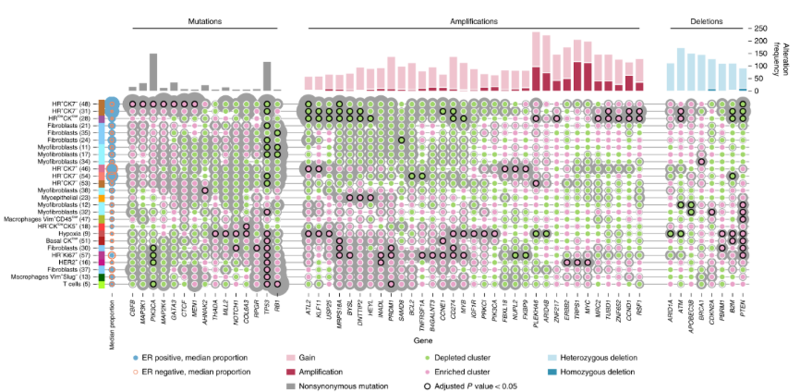 Nature Cancer｜IMC技术揭示乳腺癌基因-表型 - 黄灿华教授 实验室