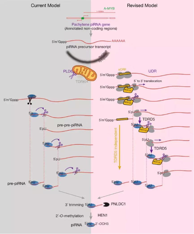 NCB | 李鑫团队揭示核糖体介导piRNA的形成 - 黄灿华教授 实验室