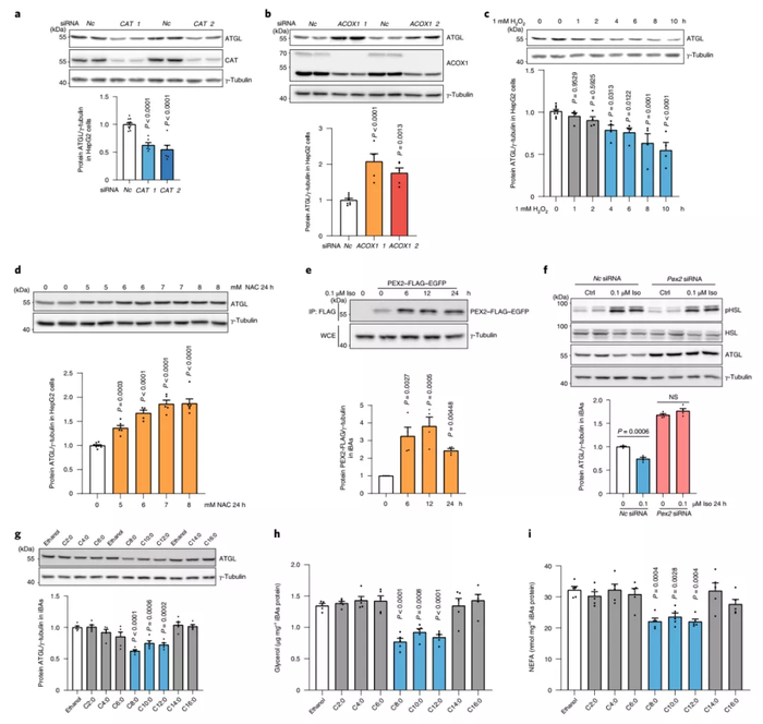 Nature Metabolism：过氧化物酶体β-氧化作为细胞内脂肪酸的传感器并调节脂肪分解 - 黄灿华教授 实验室