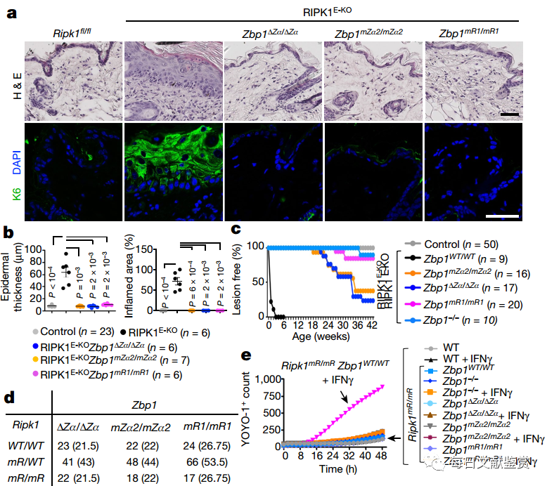Nature | ZBP1与细胞“自杀” - 黄灿华教授 实验室